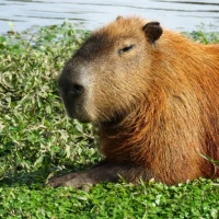 person - BeamNG.drive Search - ModLand.net