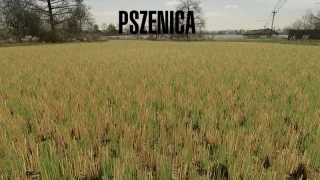 Stubble Texture (Wheat/Barley) v 1.0 - FS 22