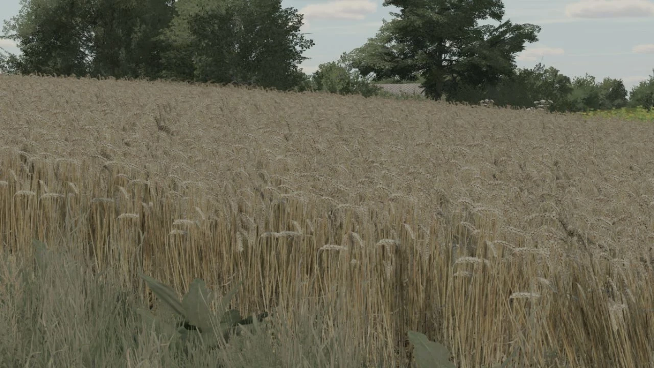 Wheat Texture v 1.0 - FS 22